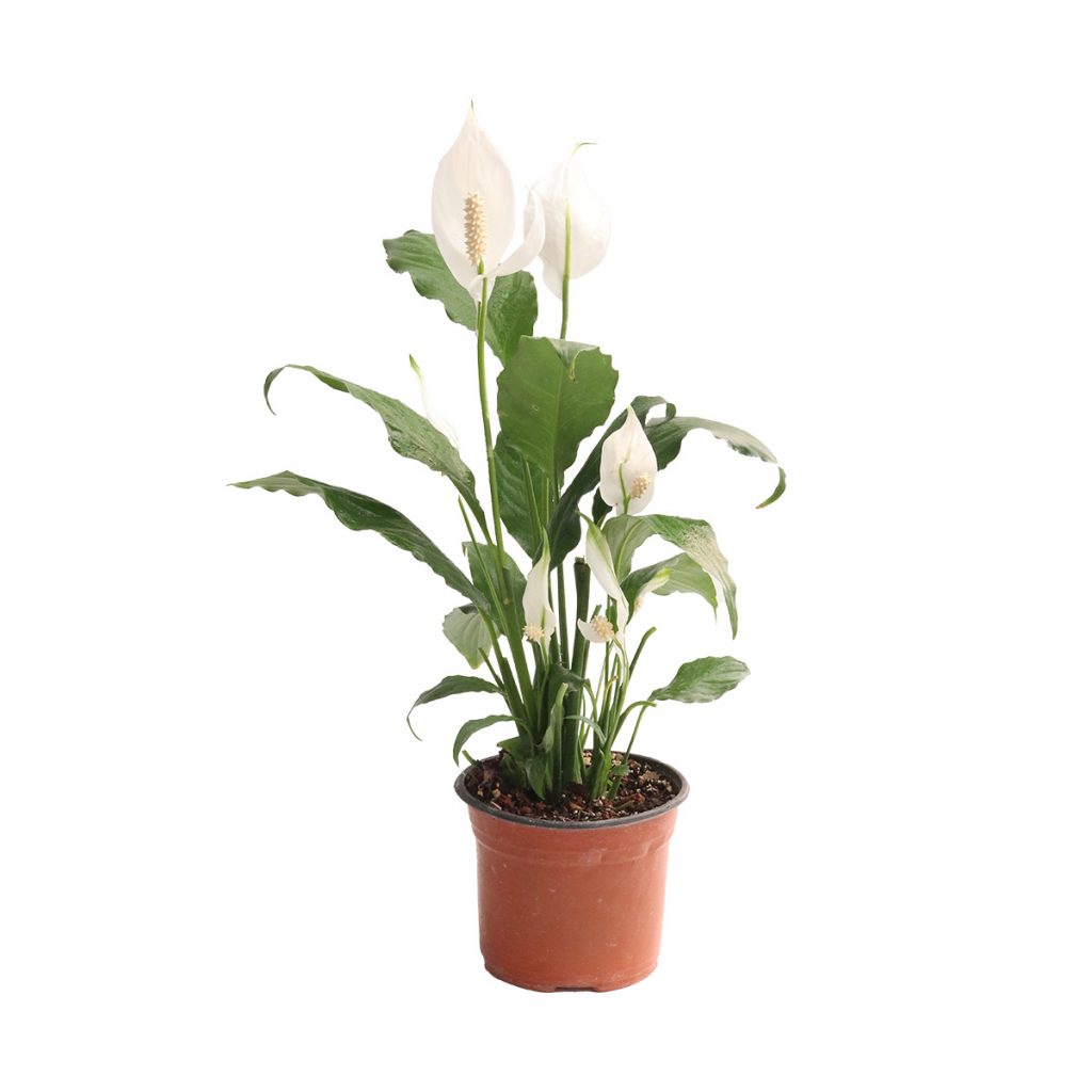 Cuna de Moisés - Viveros GDV